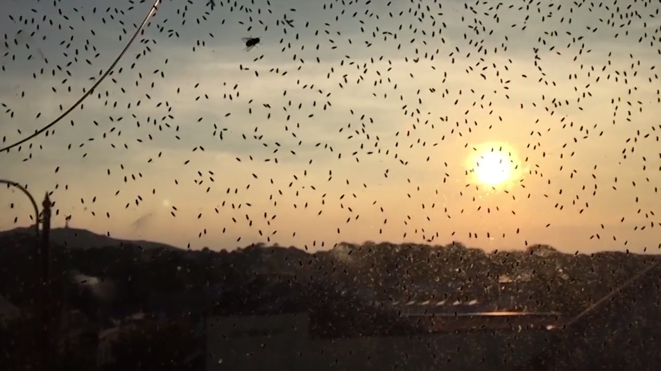 art cornwall webprojects